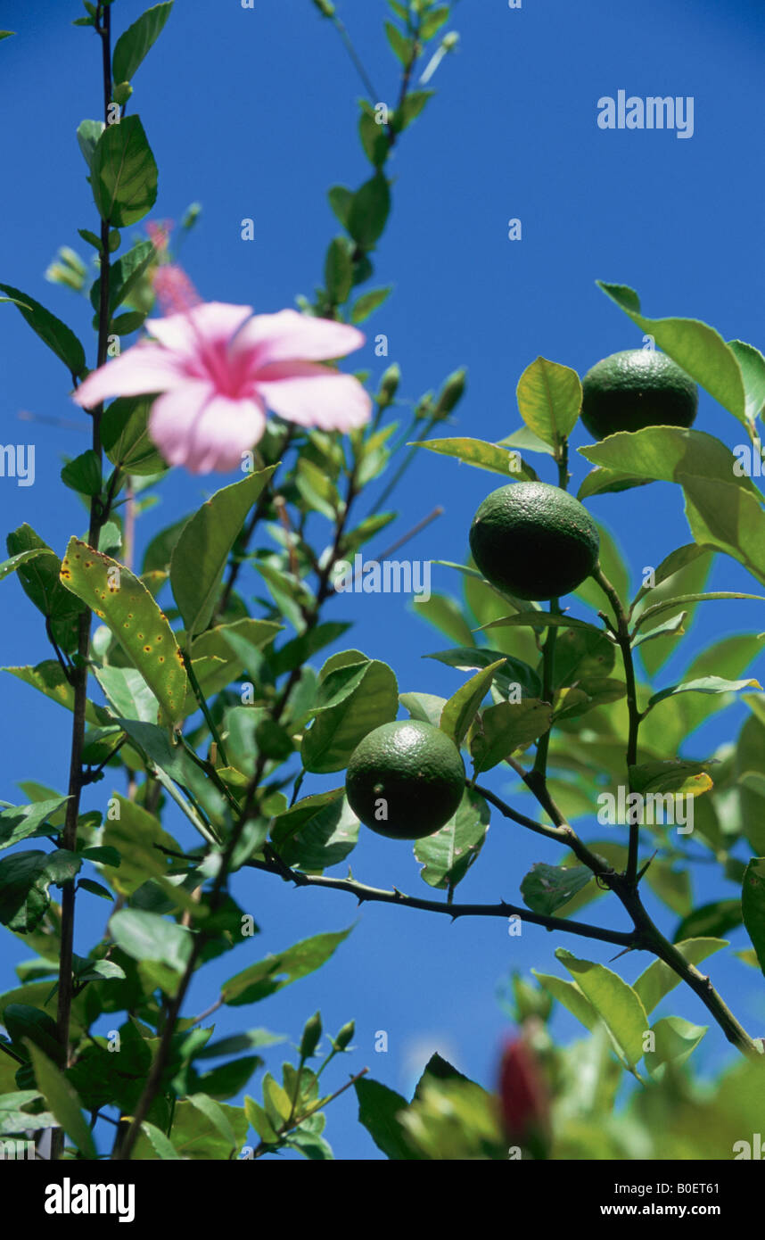 A Hibiscus And Fruits Stock Photo - Alamy