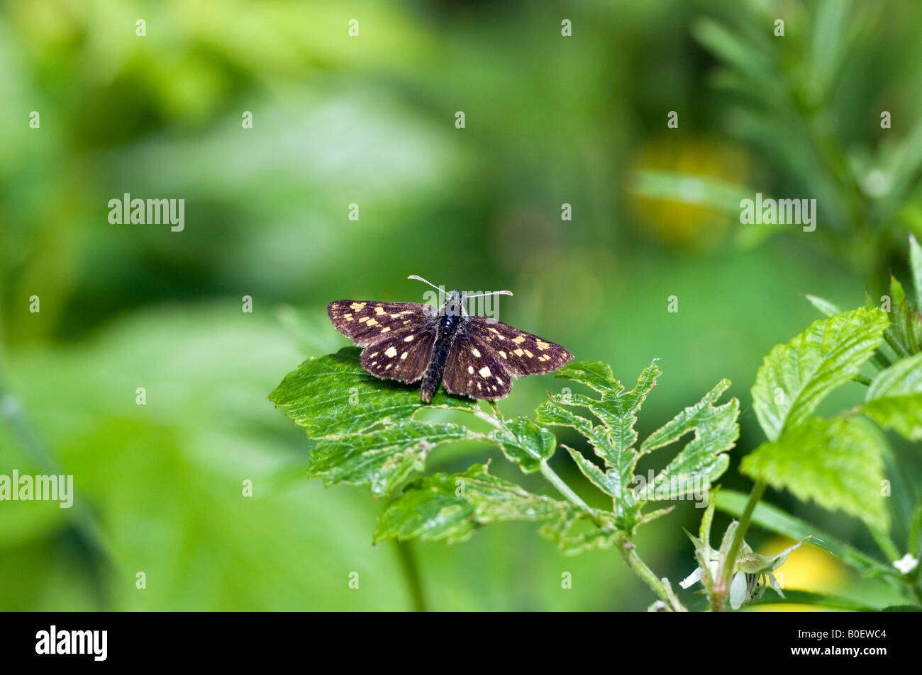 Female chequered skipper (Carterocephalus palaemon Stock Photo - Alamy