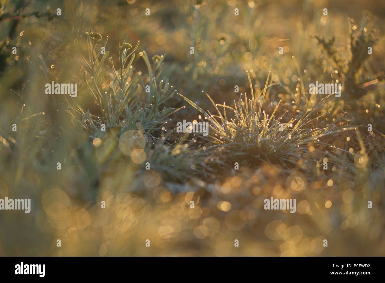 Shiny grasses hi-res stock photography and images - Alamy