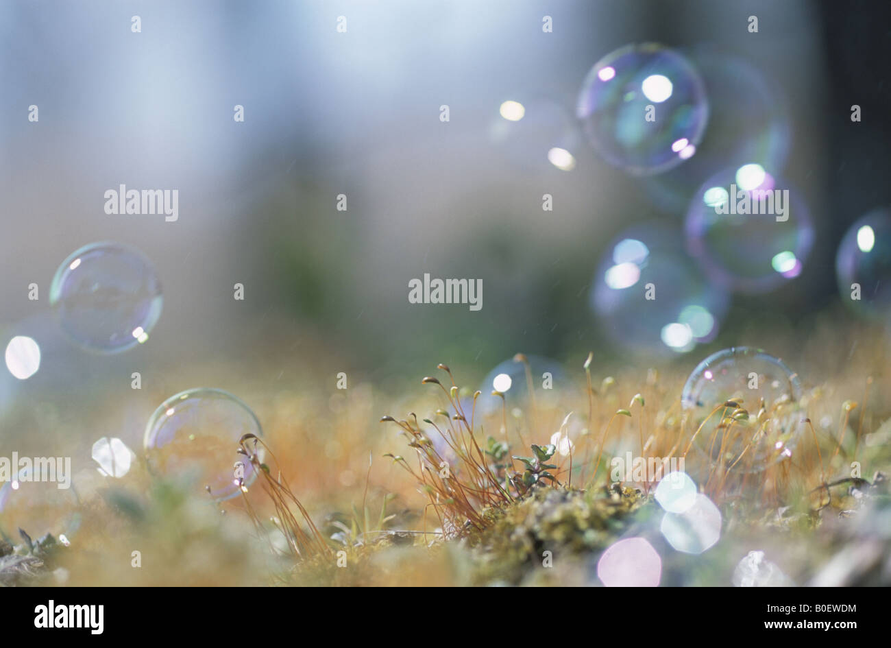 A Bubble And Grass Stock Photo - Alamy