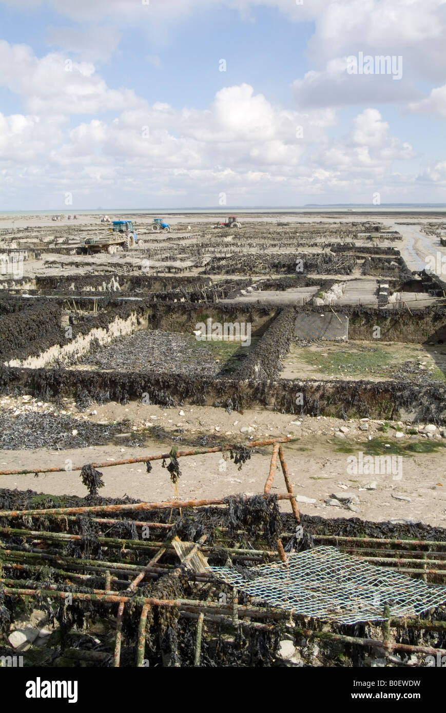 Shell fish farming hi-res stock photography and images - Alamy