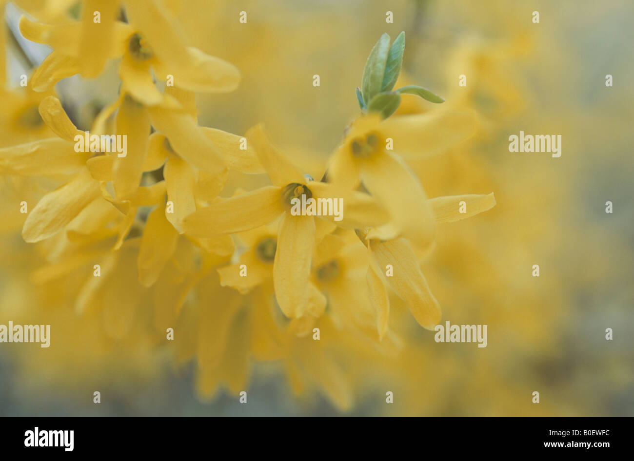 The Flower Of A Weeping Golden Bell Stock Photo - Alamy