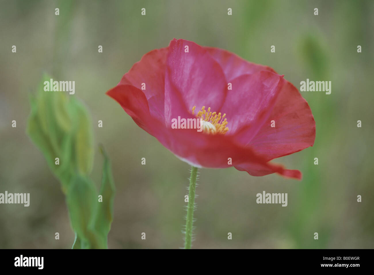 The Flower Of A Poppy Stock Photo - Alamy