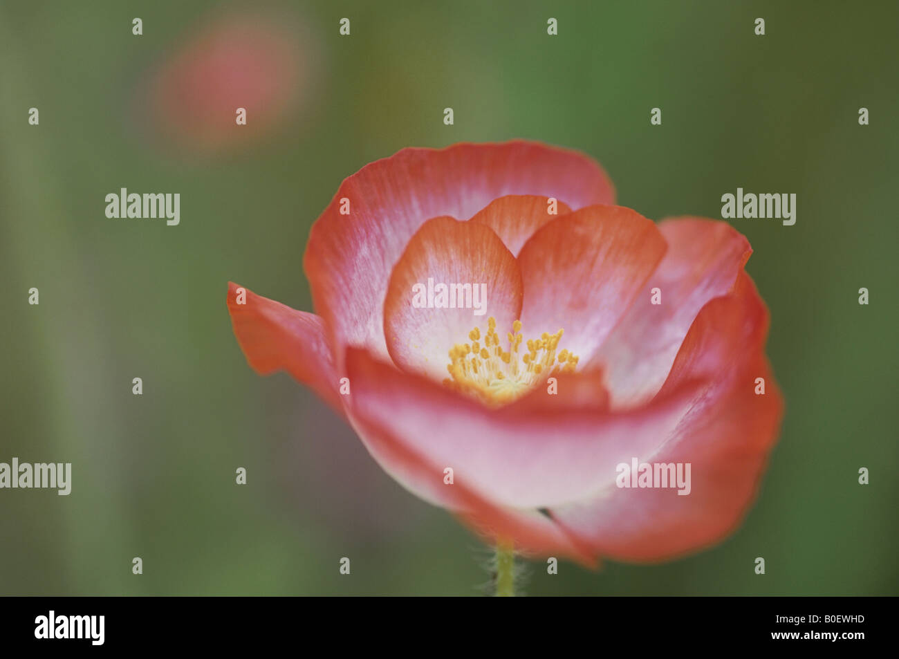 The Flower Of A Flanders Poppy Stock Photo - Alamy