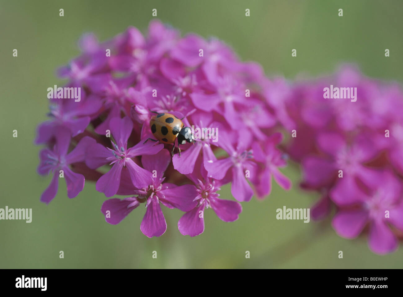Ladybug flower hi-res stock photography and images - Alamy