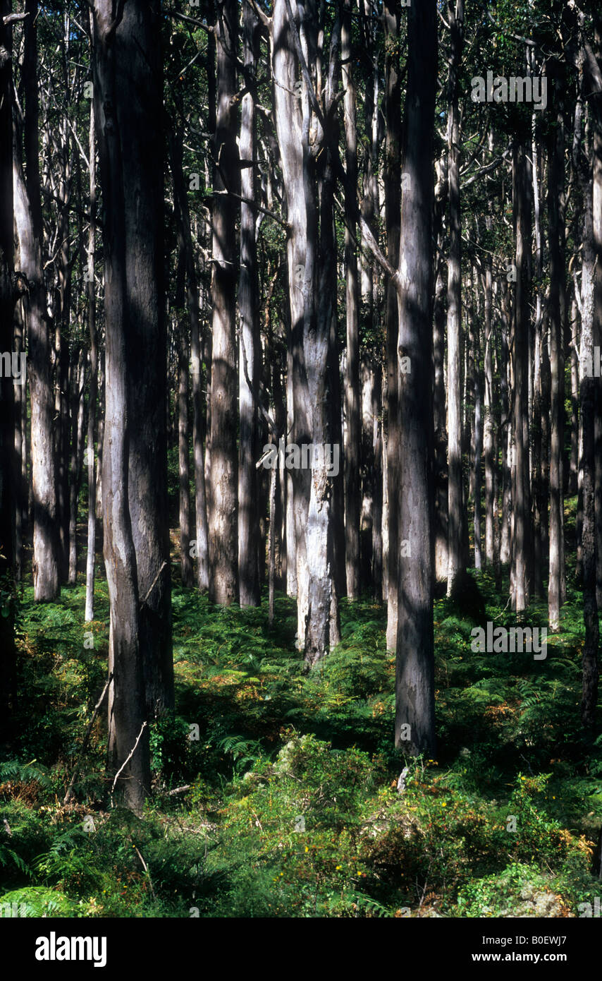 Australia albany forest hi-res stock photography and images - Alamy