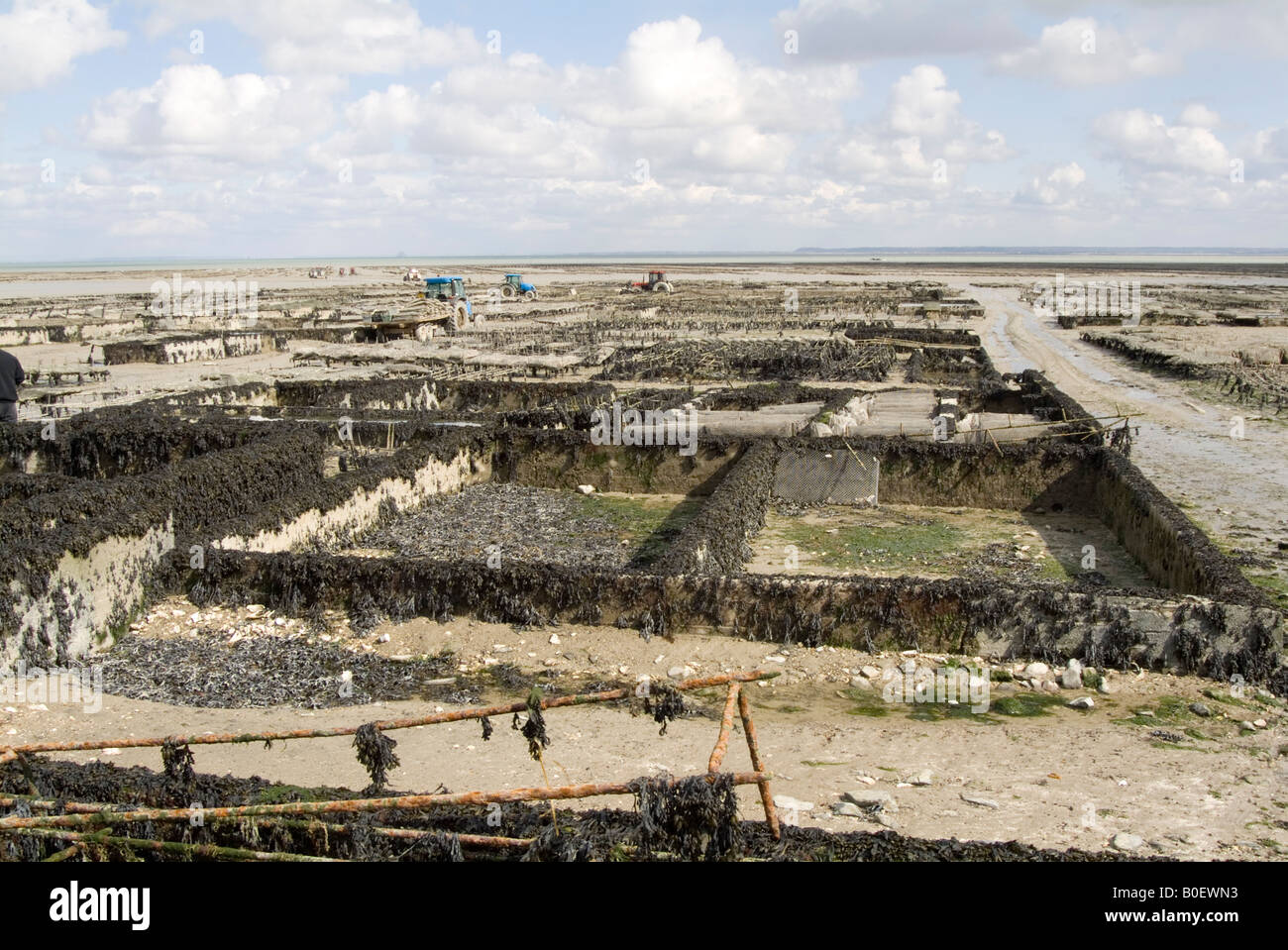 Shell fish beds hi-res stock photography and images - Alamy