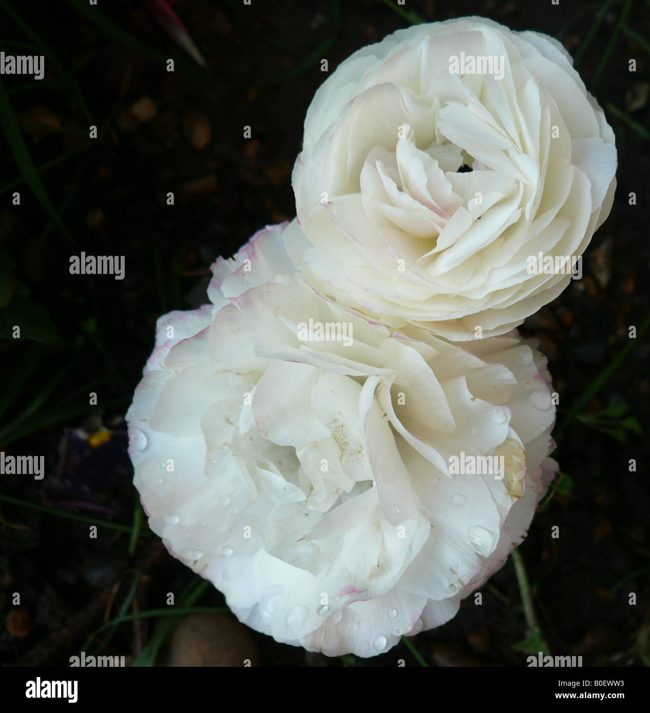 White flower - RANANCULUS Stock Photo - Alamy