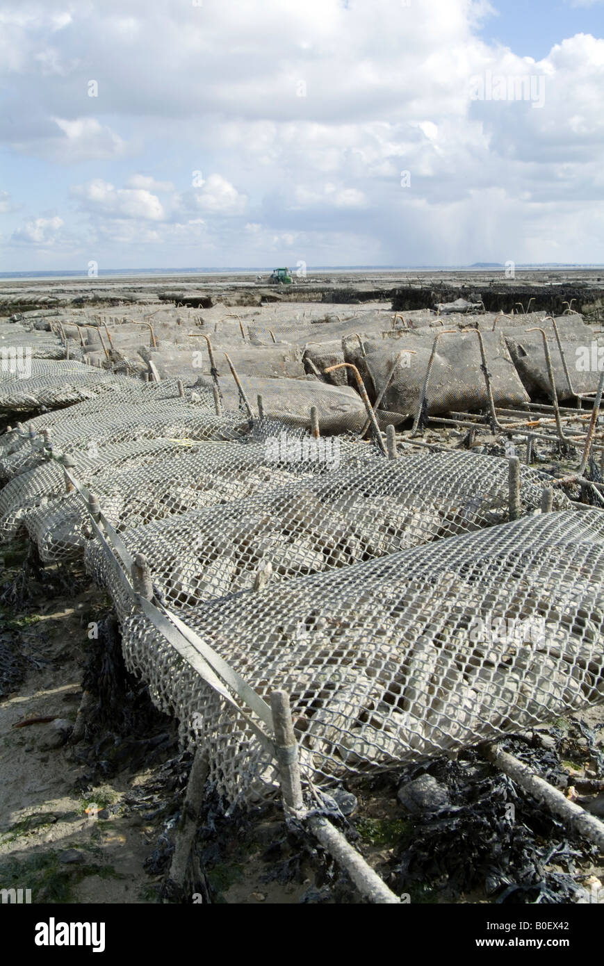 Shell fish farming hi-res stock photography and images - Alamy