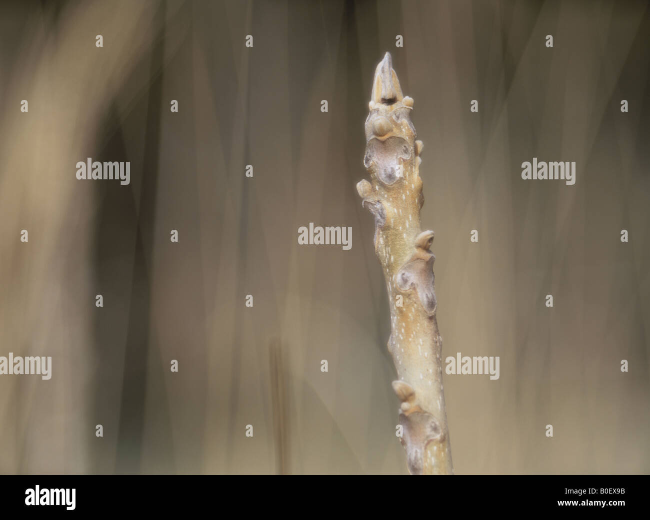 Walnut buds hi-res stock photography and images - Alamy