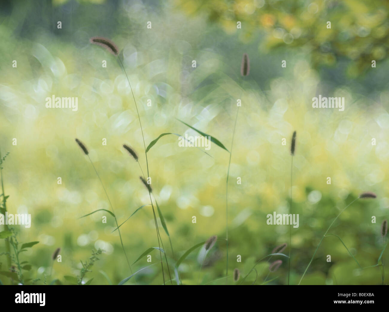 Bristle grass hi-res stock photography and images - Alamy