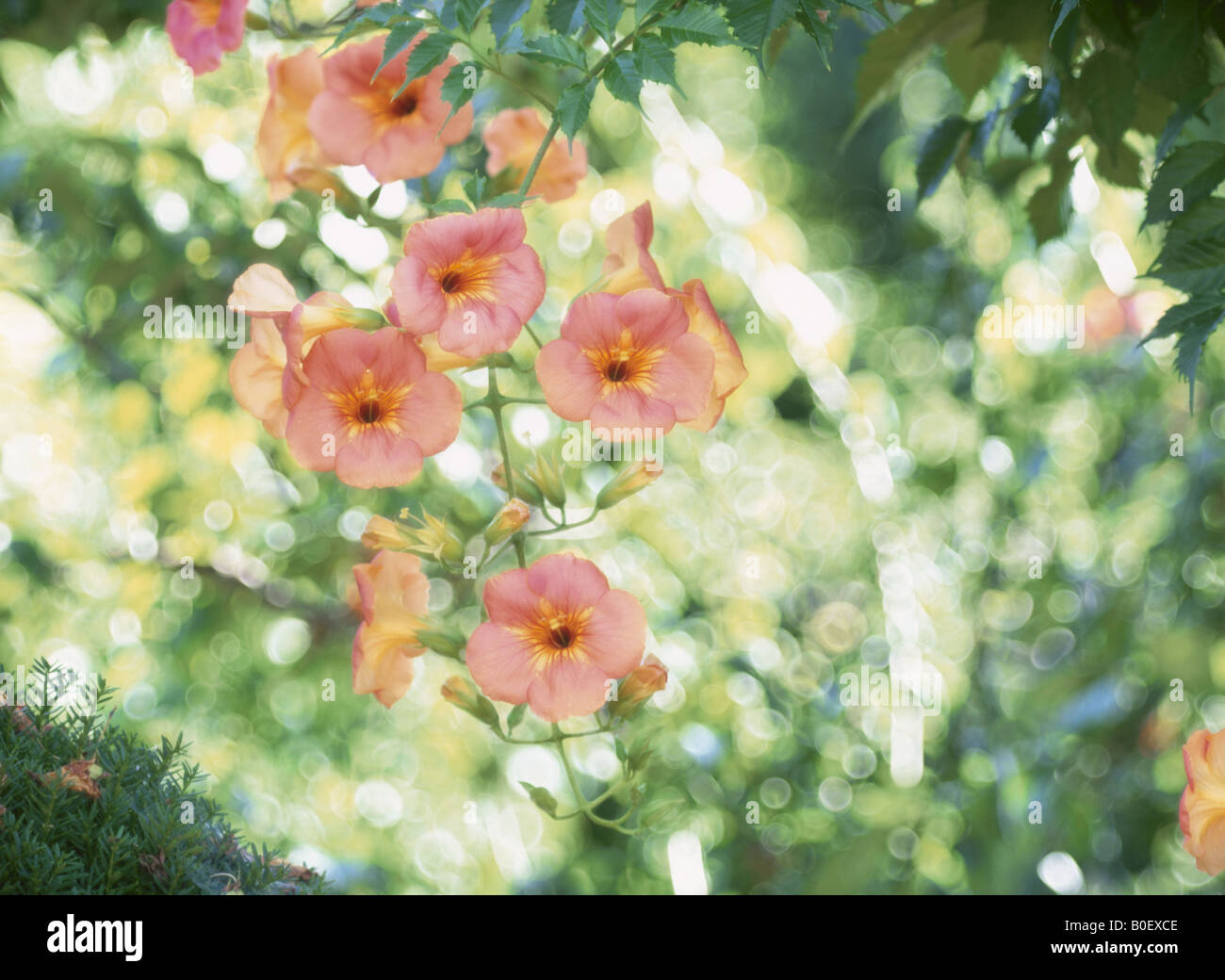 Flower And Leaf Stock Photo - Alamy