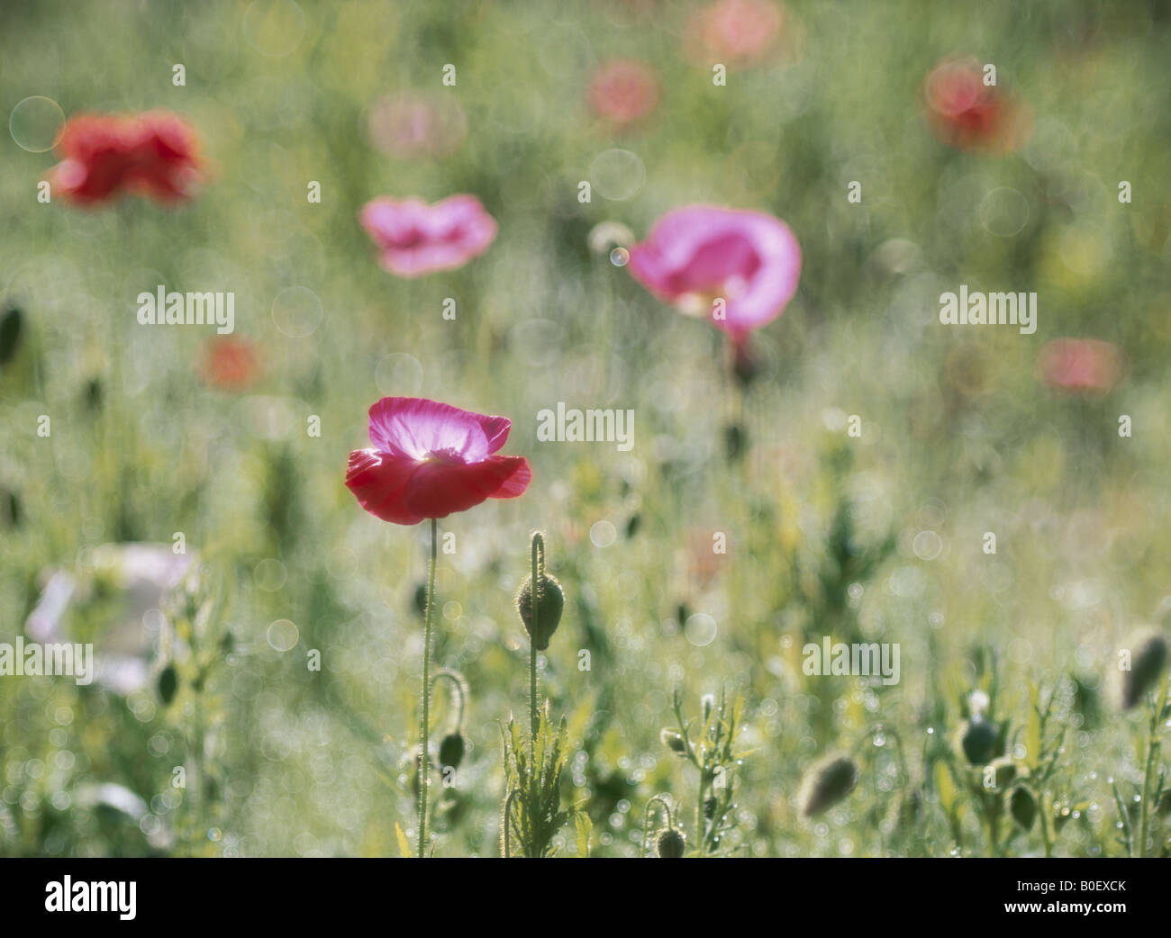 The Flower Of A Flanders Poppy Stock Photo - Alamy