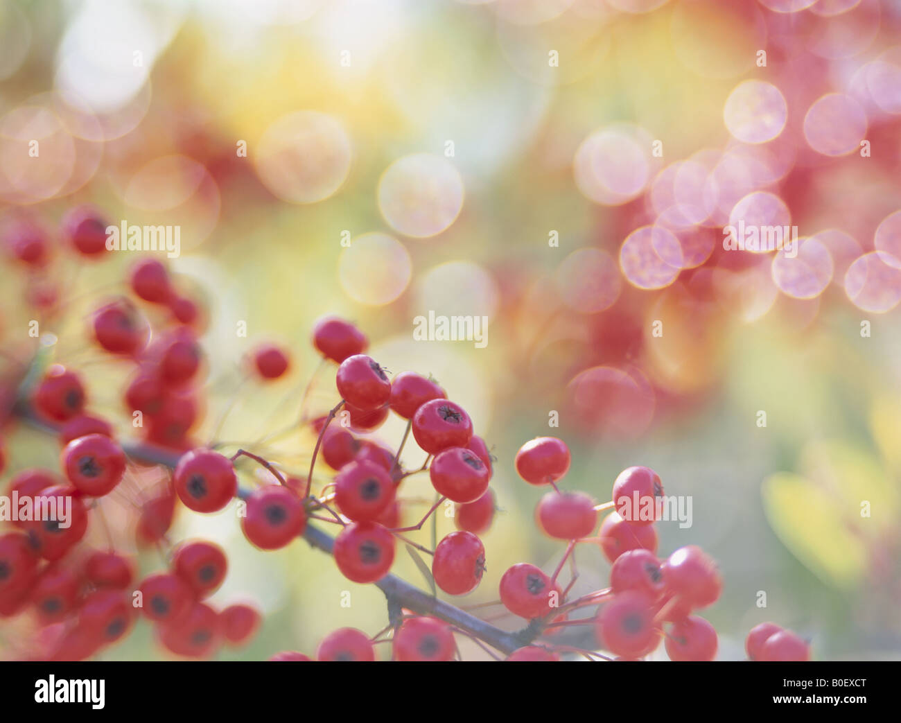 The Fruit Of A Pyracantha Stock Photo - Alamy