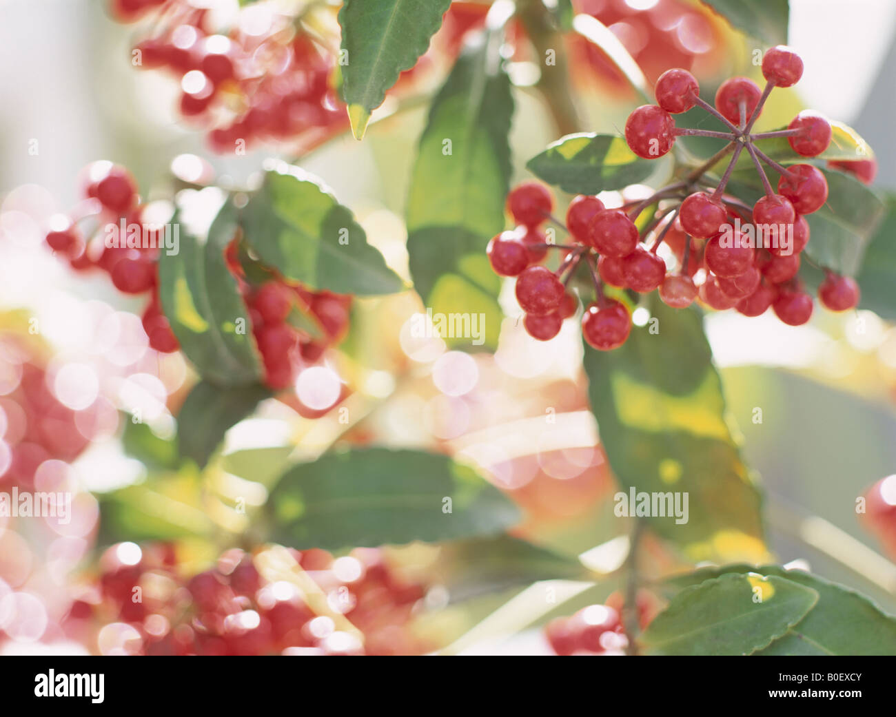 The Red Fruit Stock Photo - Alamy