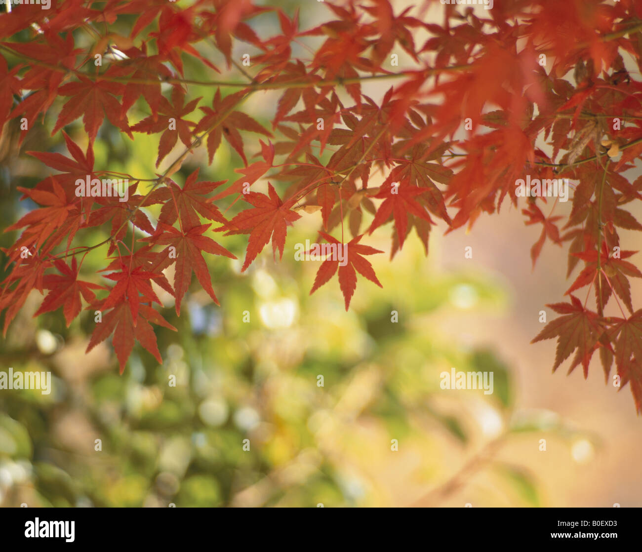 Turning Leaves Of A Maple Stock Photo - Alamy