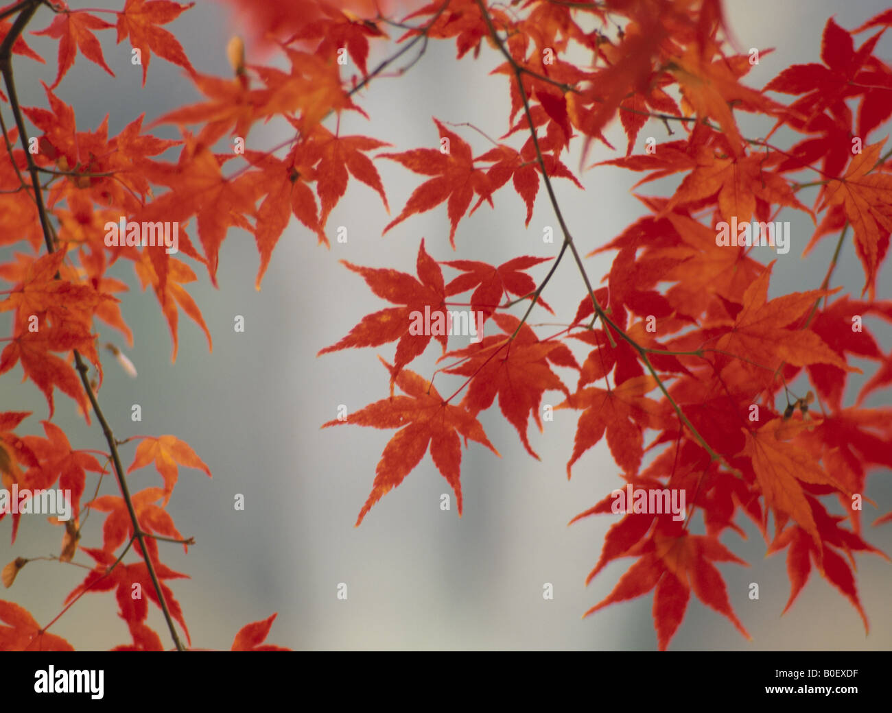 Turning Leaves Of A Maple Stock Photo - Alamy