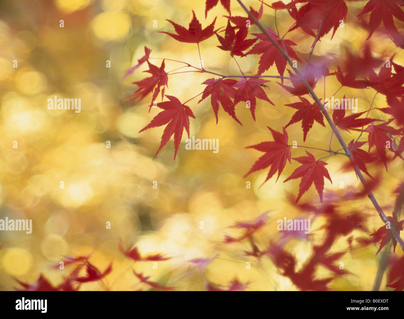 Turning Leaves Of A Maple Stock Photo - Alamy