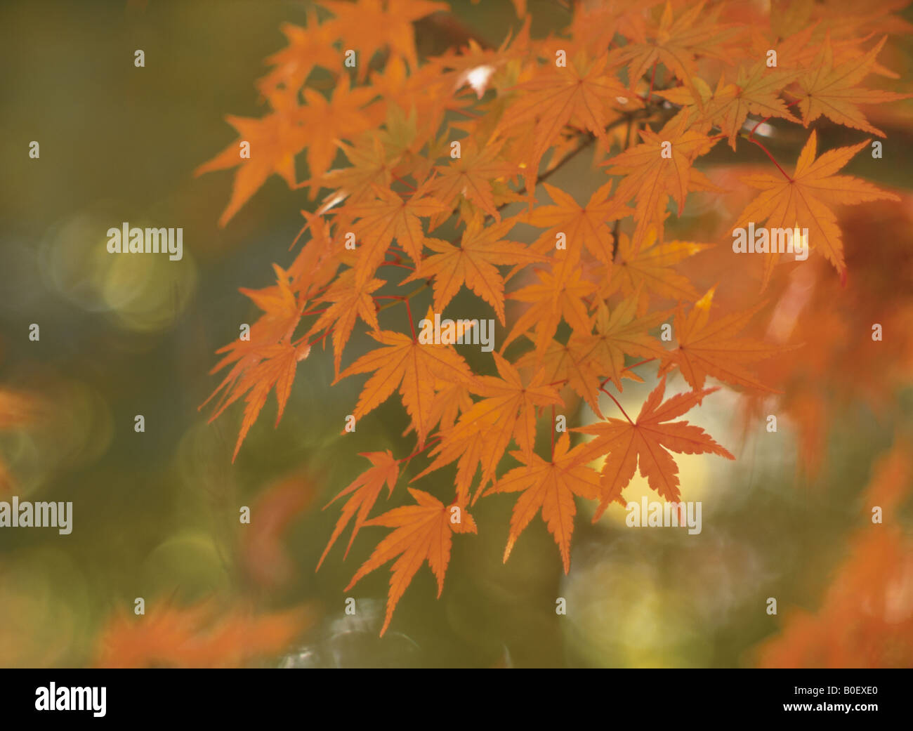 Turning Leaves Of A Maple Stock Photo - Alamy