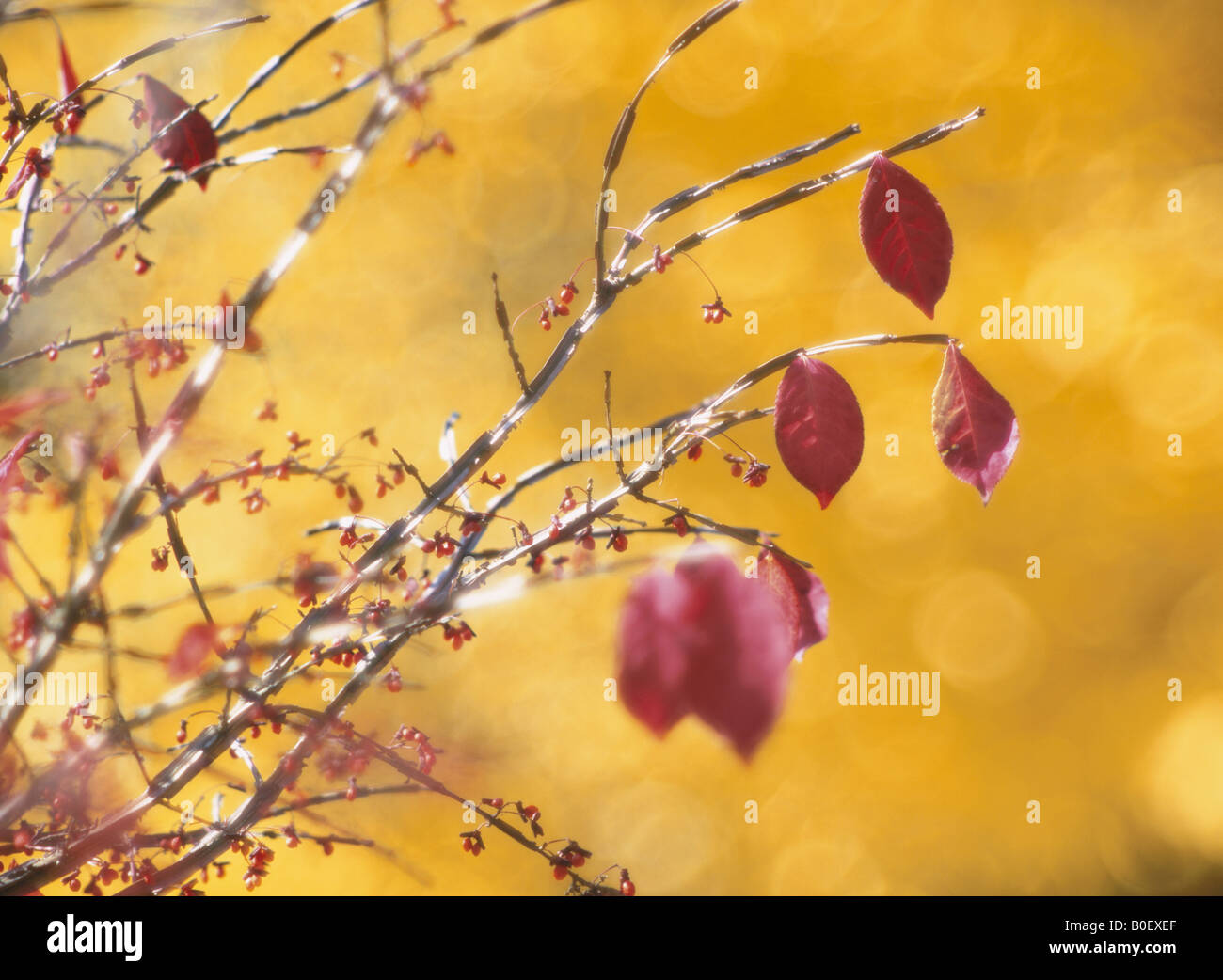 Yellow spindles hi-res stock photography and images - Alamy