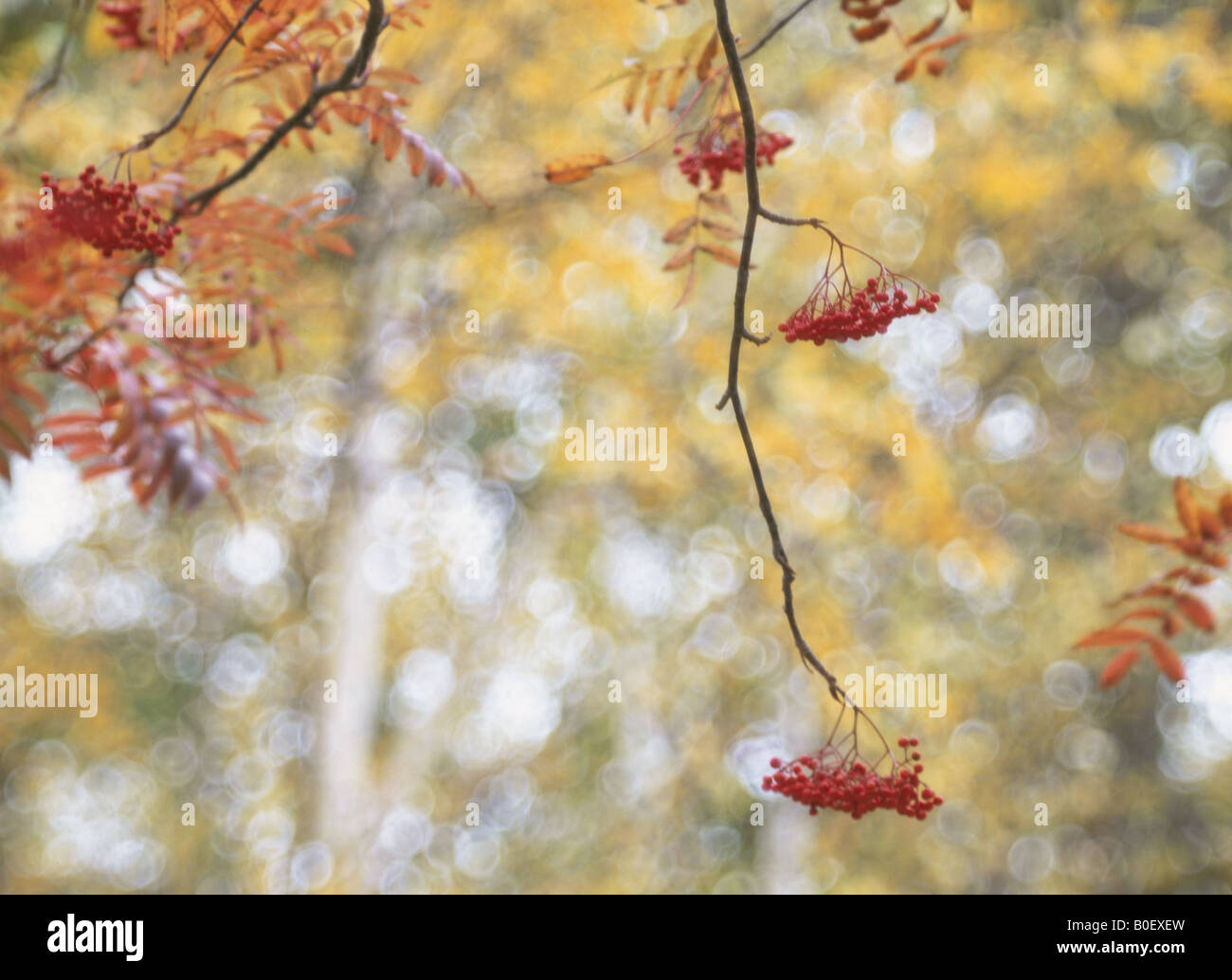 Checker trees hi-res stock photography and images - Alamy