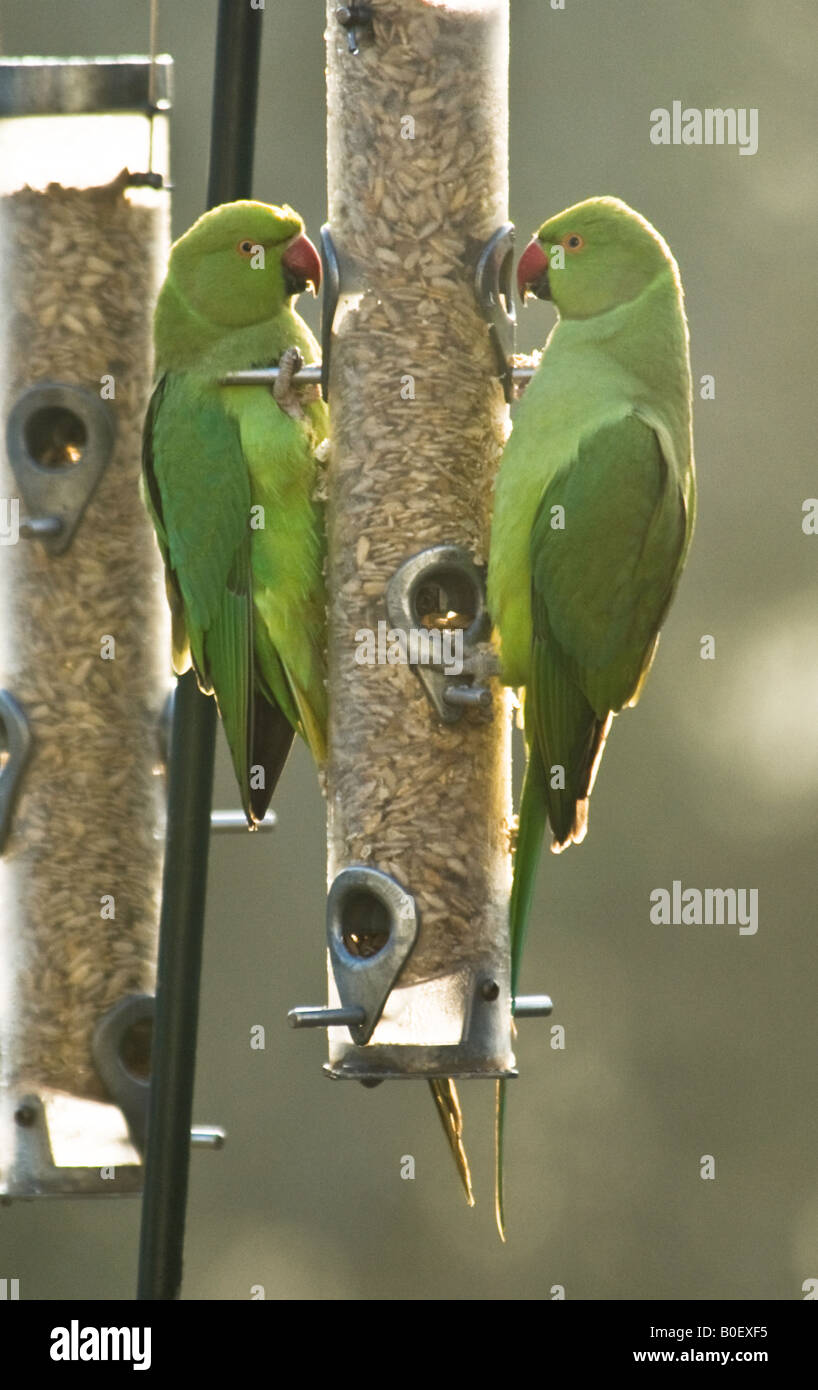 Seed parakeets hi-res stock photography and images - Alamy