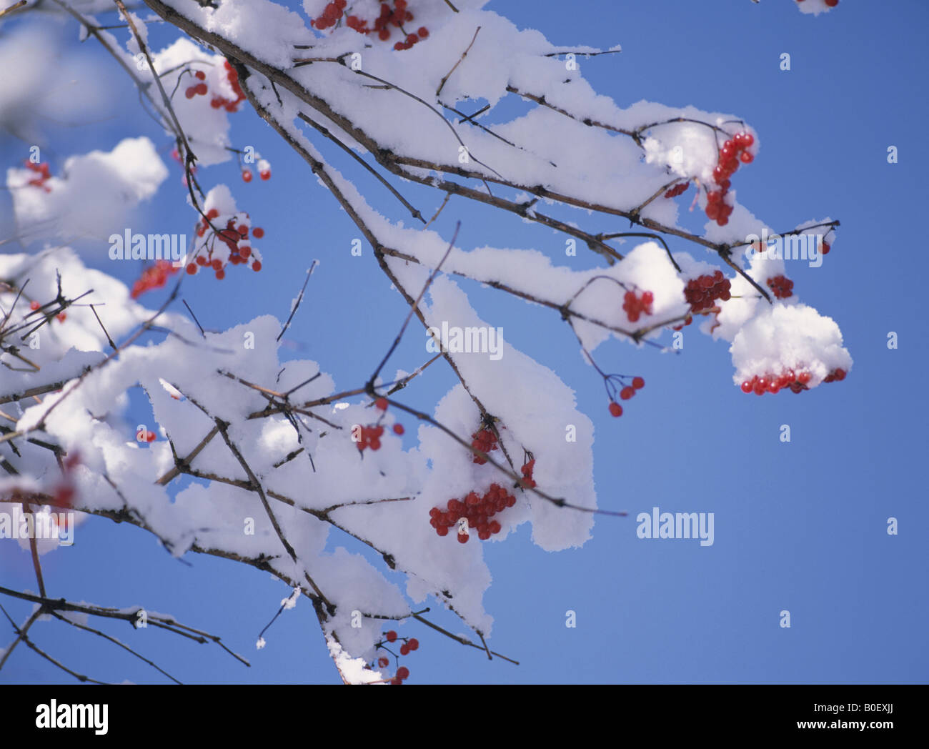 A Fruit In The Snow Stock Photo - Alamy