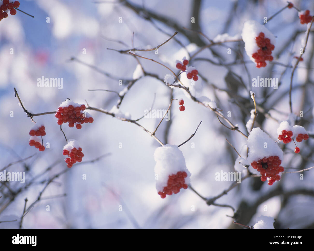 A Fruit In The Snow Stock Photo - Alamy