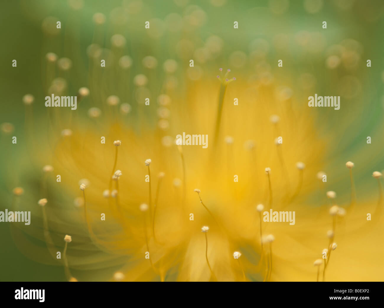 The Core Of A Flower Stock Photo - Alamy