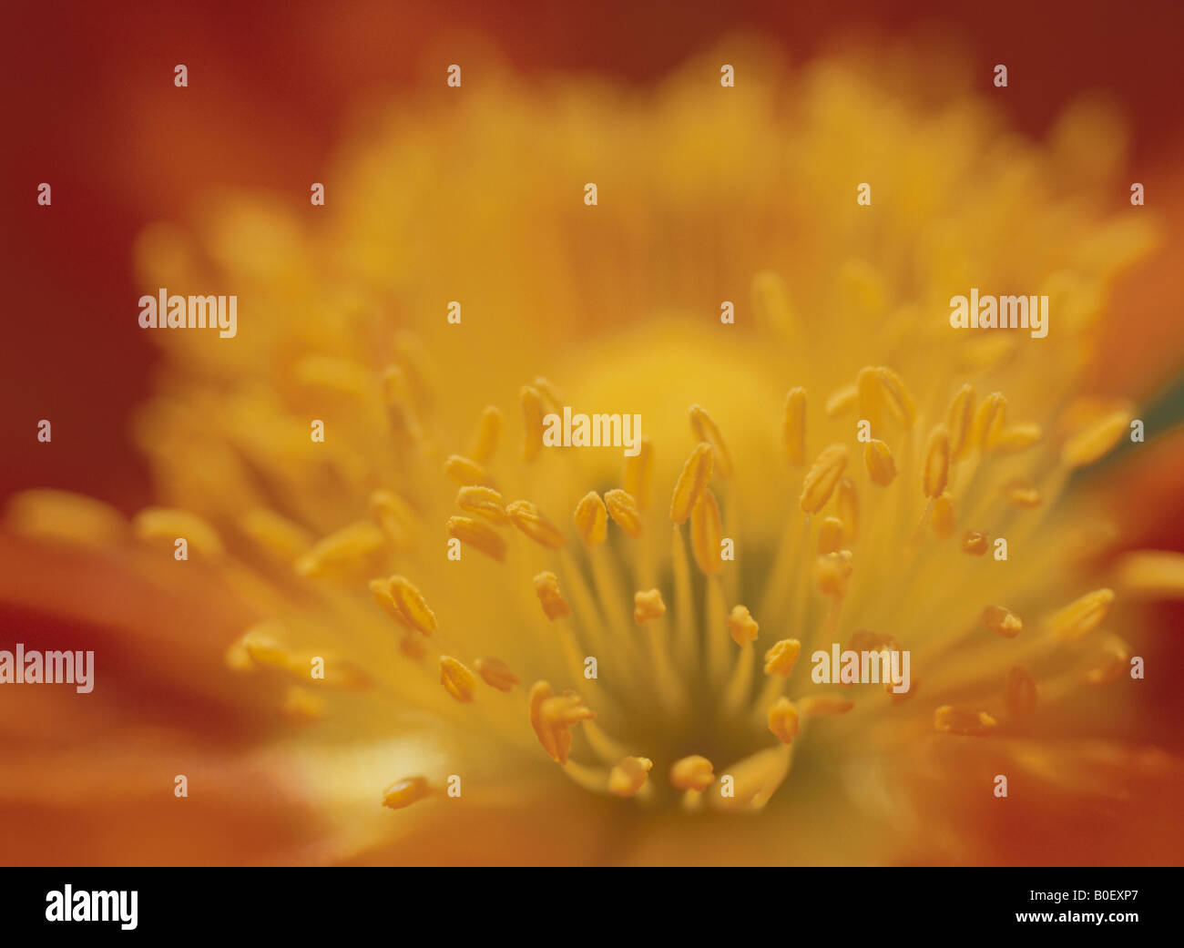 The Core Of Poppy Stock Photo - Alamy