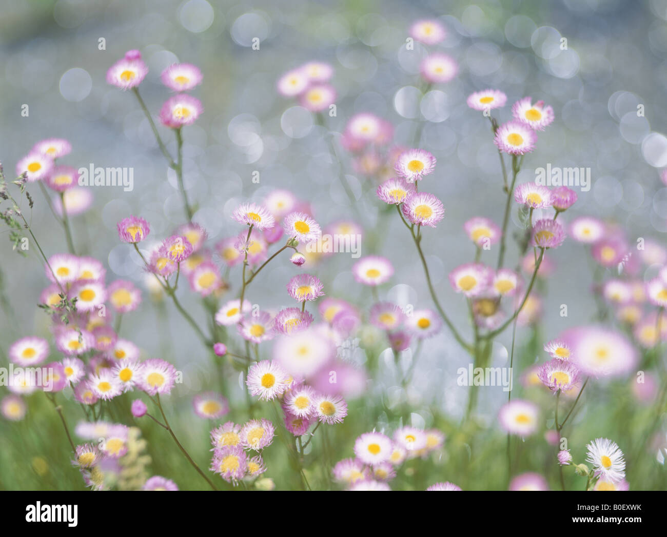 Flower On The Waterside Stock Photo - Alamy