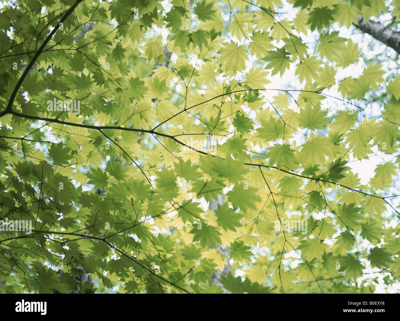 Fresh Green Of Maple Stock Photo - Alamy