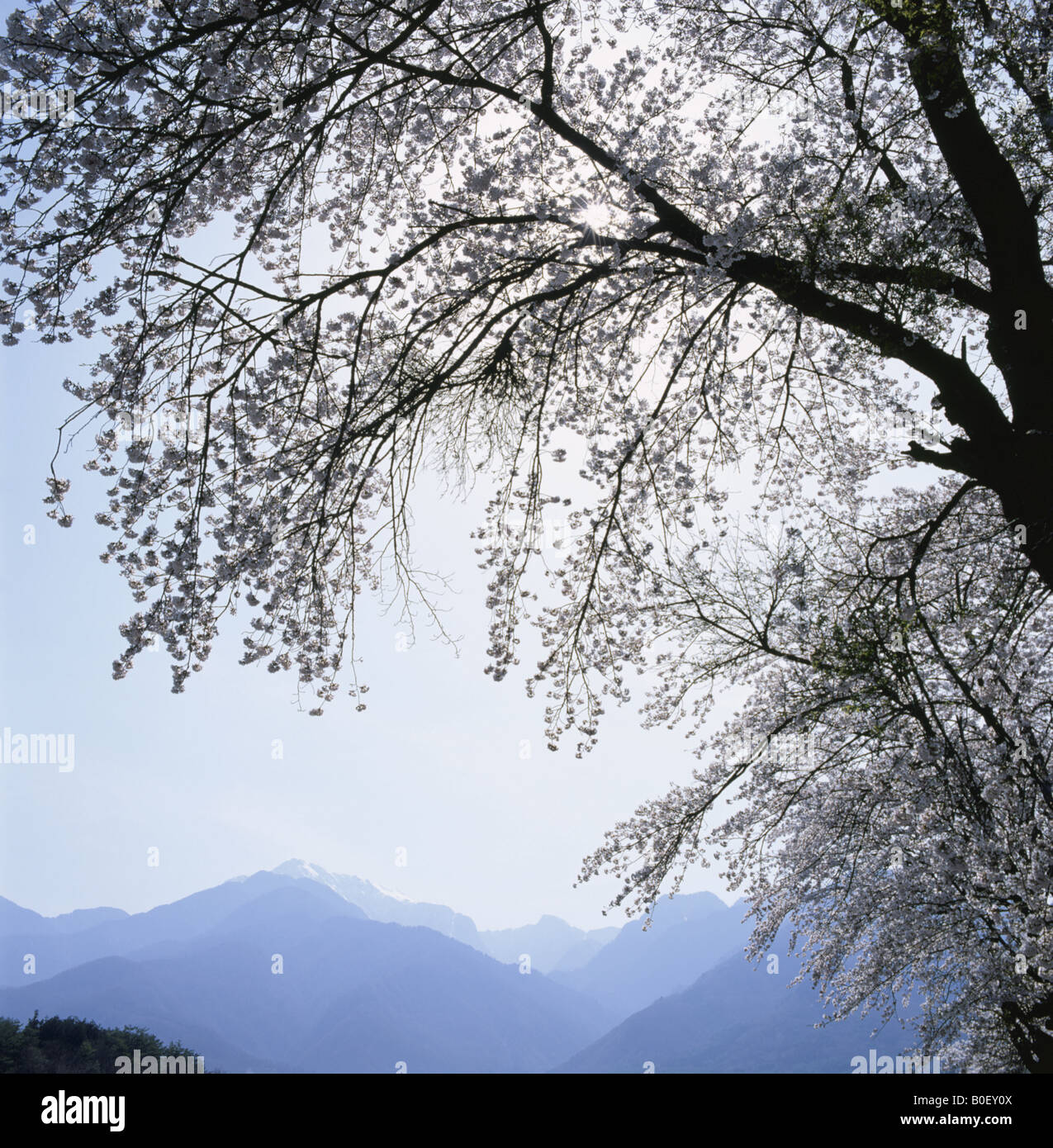 Blossom bra hi-res stock photography and images - Alamy