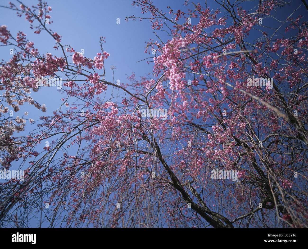 The Flower Of Weeping Cherry Stock Photo - Alamy