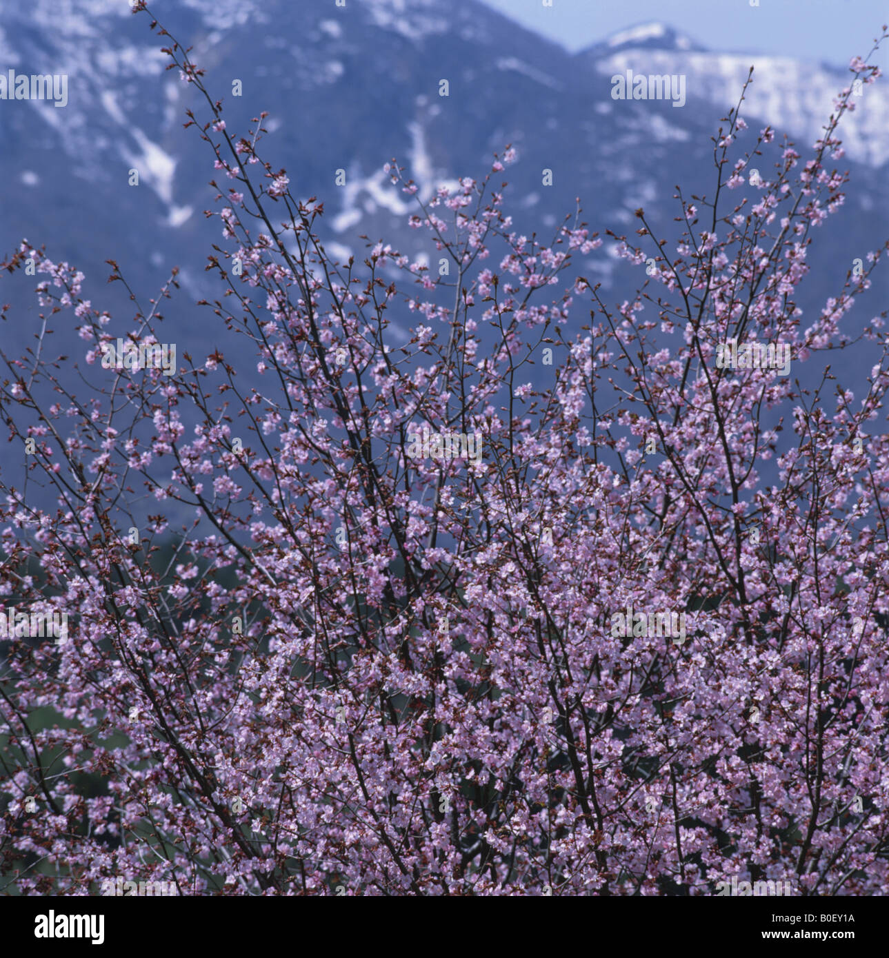 The Flower Of Cherry Stock Photo - Alamy