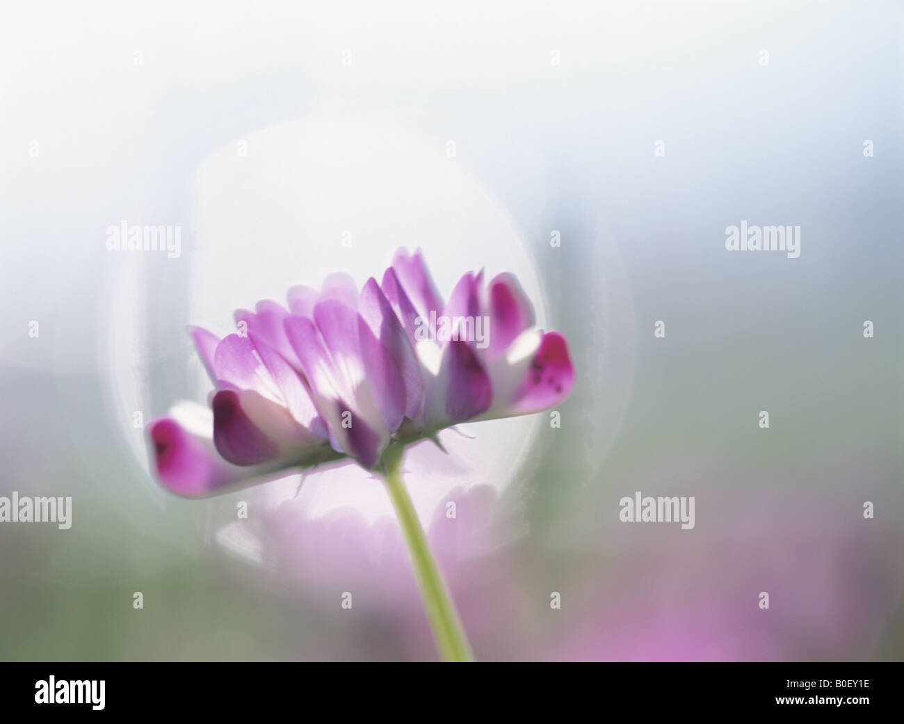 Chinese Milk Vetch Flower Stock Photo - Alamy