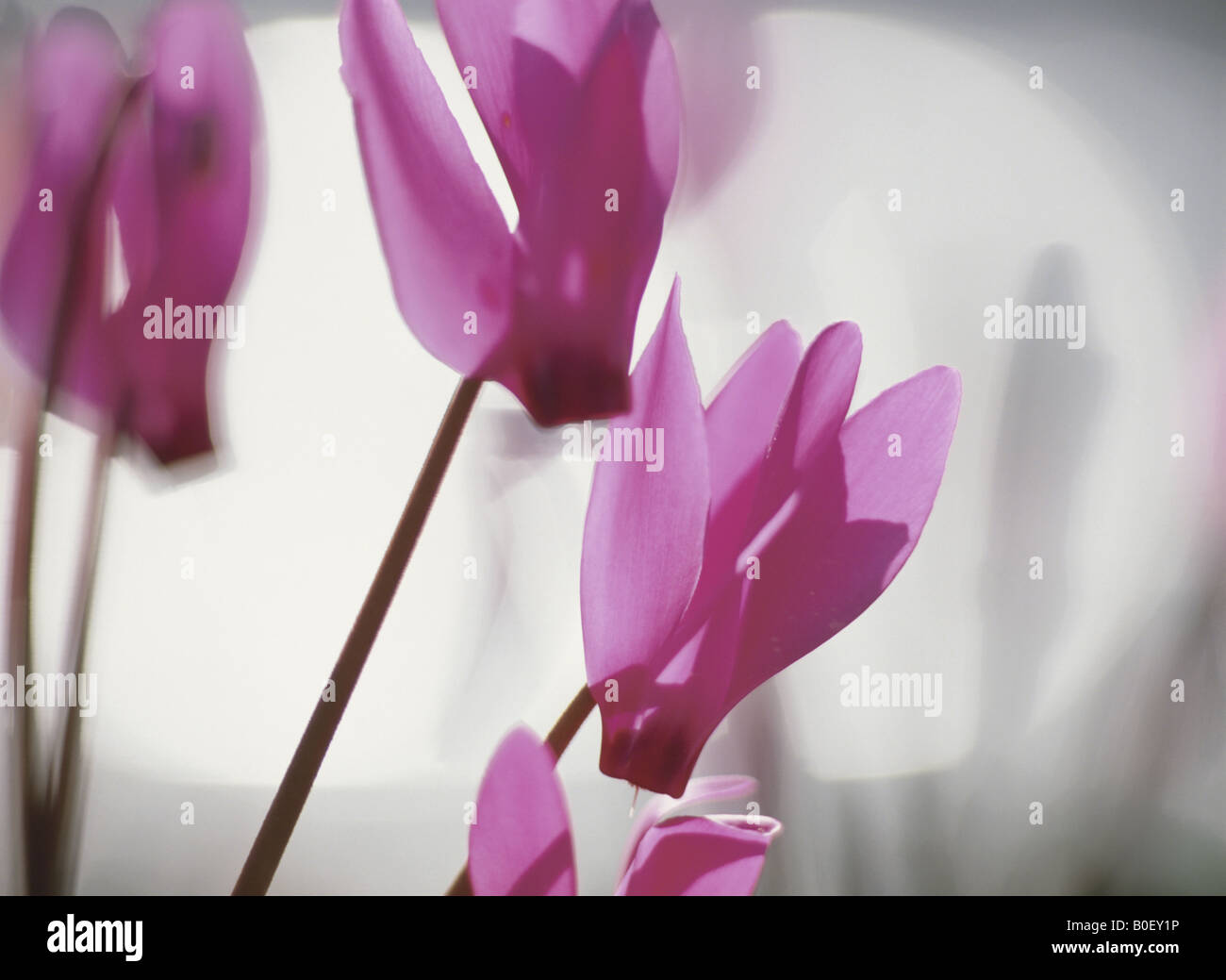 The Flower Of Cyclamen Stock Photo - Alamy