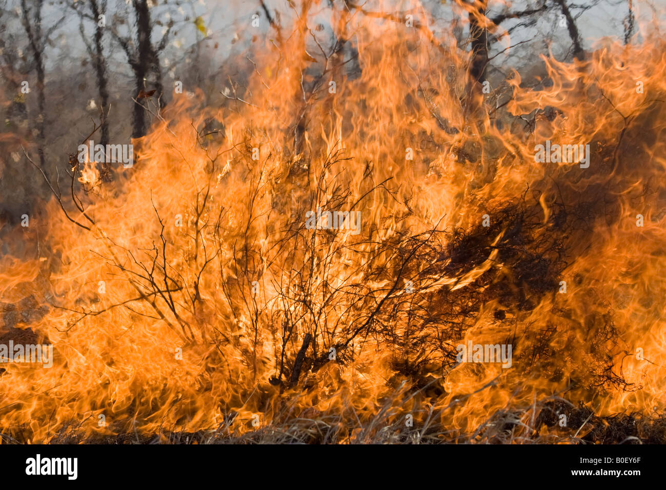 Veld fan hi-res stock photography and images - Alamy