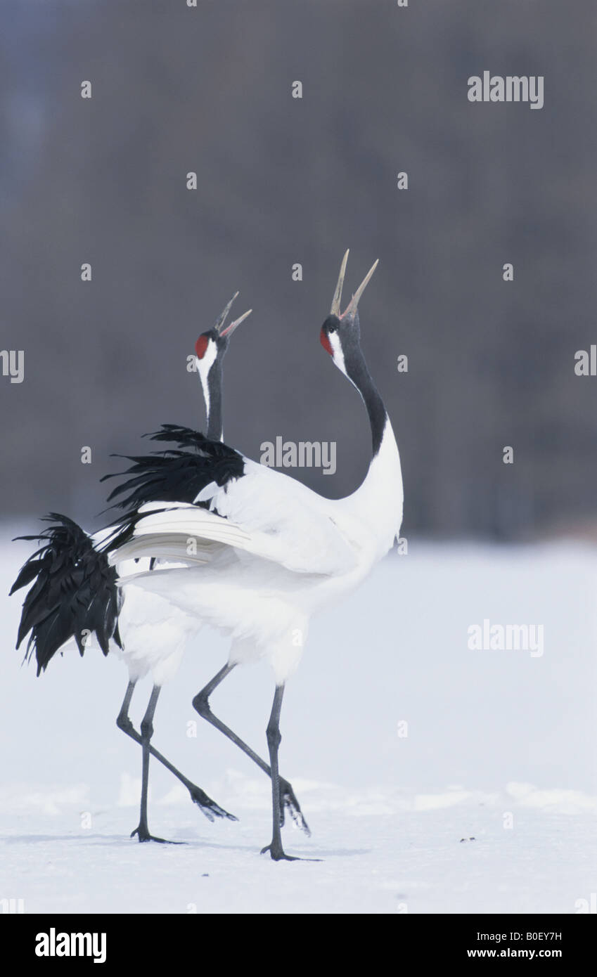 Kushiro crane park hi-res stock photography and images - Alamy