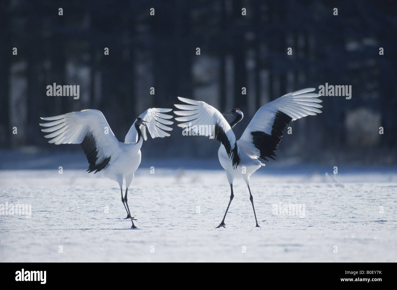 Kushiro crane park hi-res stock photography and images - Alamy