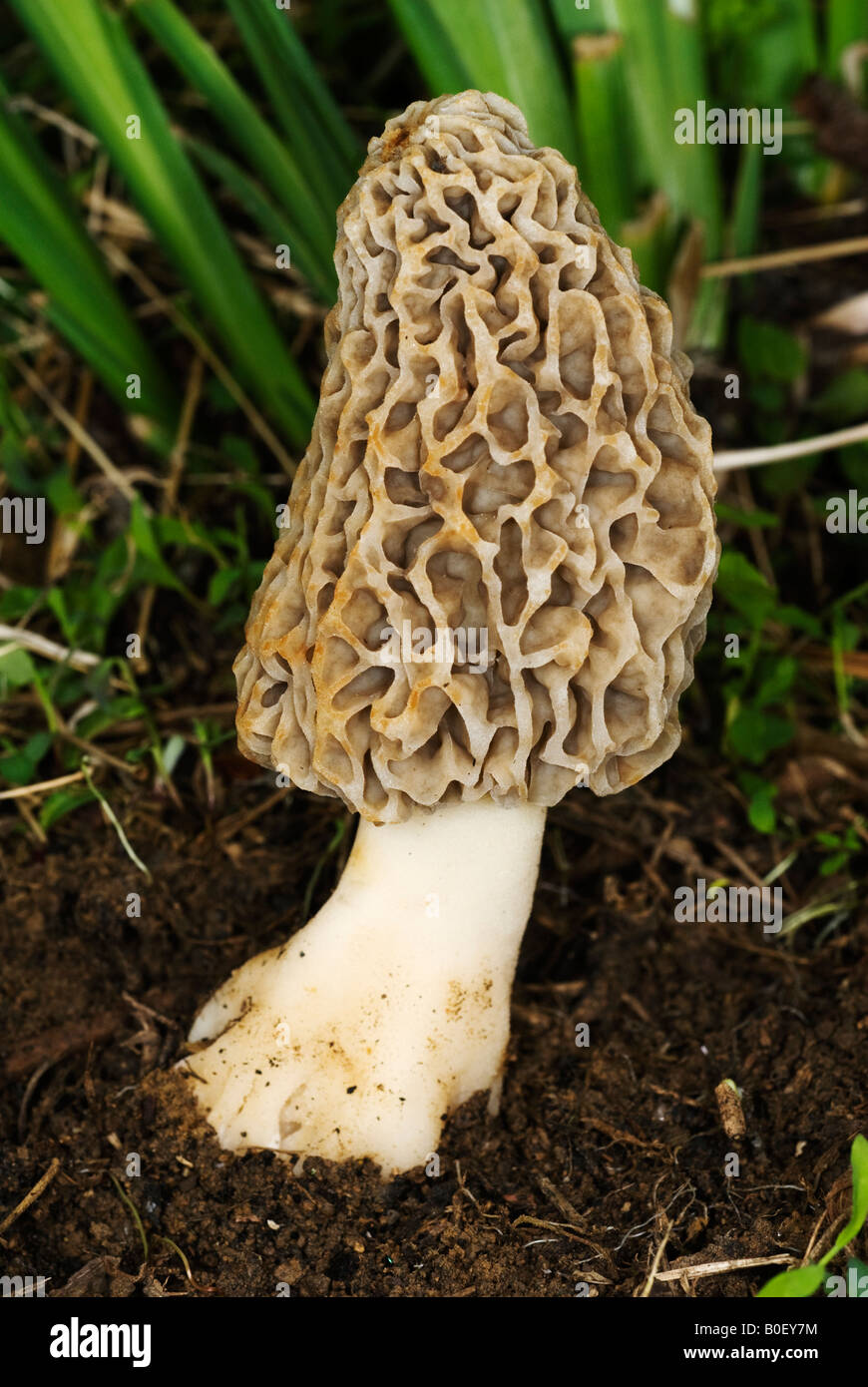 Morchella Ascocarp