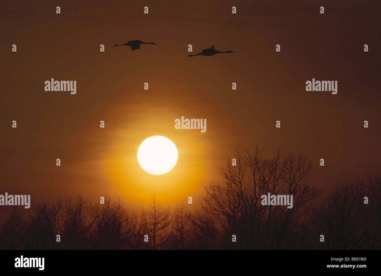 The Setting Sun And A Japanese Crane Stock Photo - Alamy