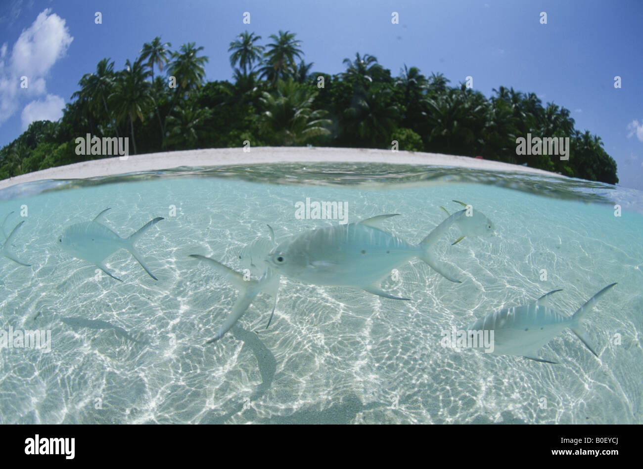 Fish From Half-Underwater Stock Photo - Alamy