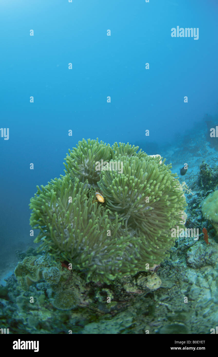 A Sea Anemone And A Bear Flea Stock Photo - Alamy