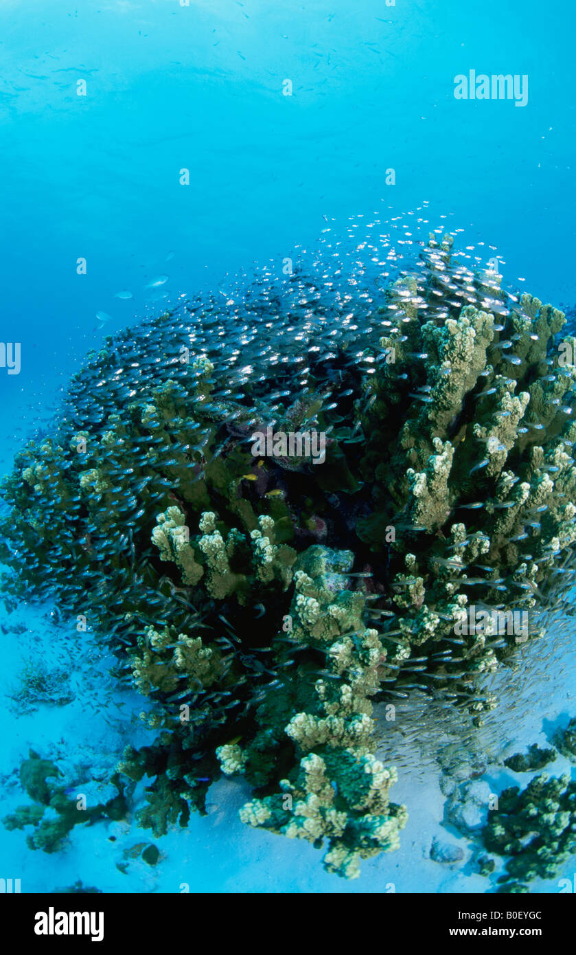 Coral Of A Track Lagoon Island Stock Photo - Alamy