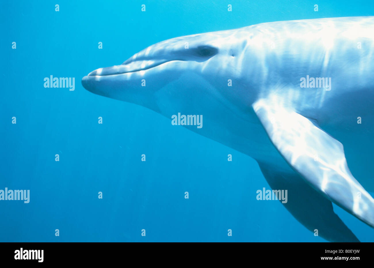 Palau underwater dolphin hi-res stock photography and images - Alamy