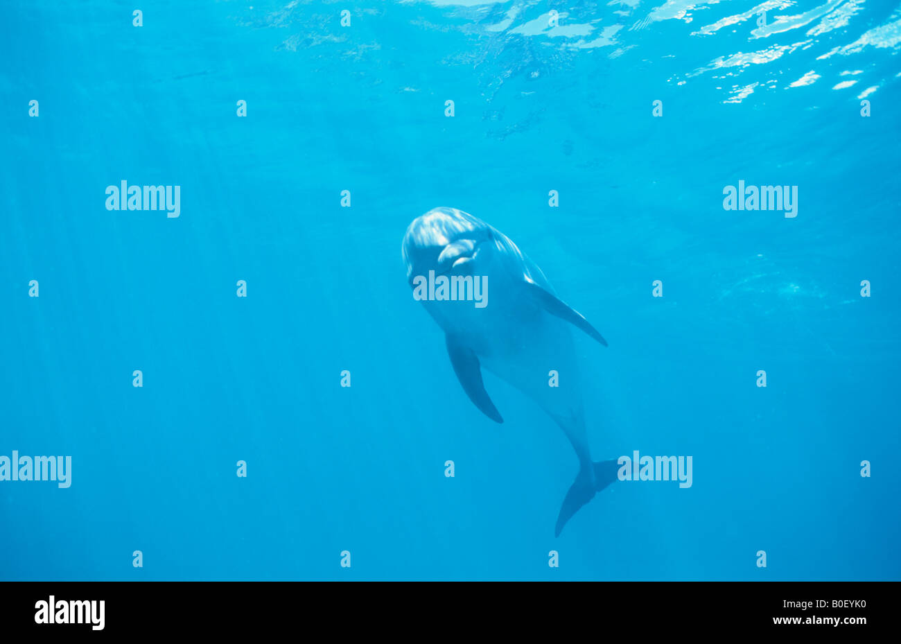 Palau underwater dolphin hi-res stock photography and images - Alamy