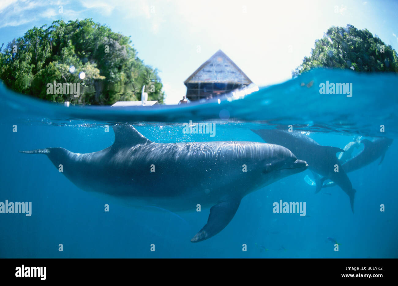 Palau underwater dolphin hi-res stock photography and images - Alamy