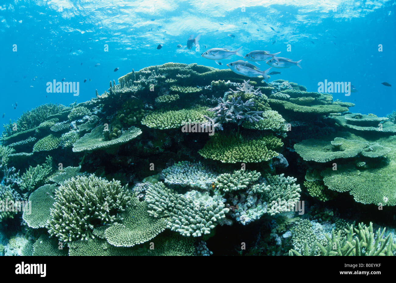 Table coral hi-res stock photography and images - Alamy
