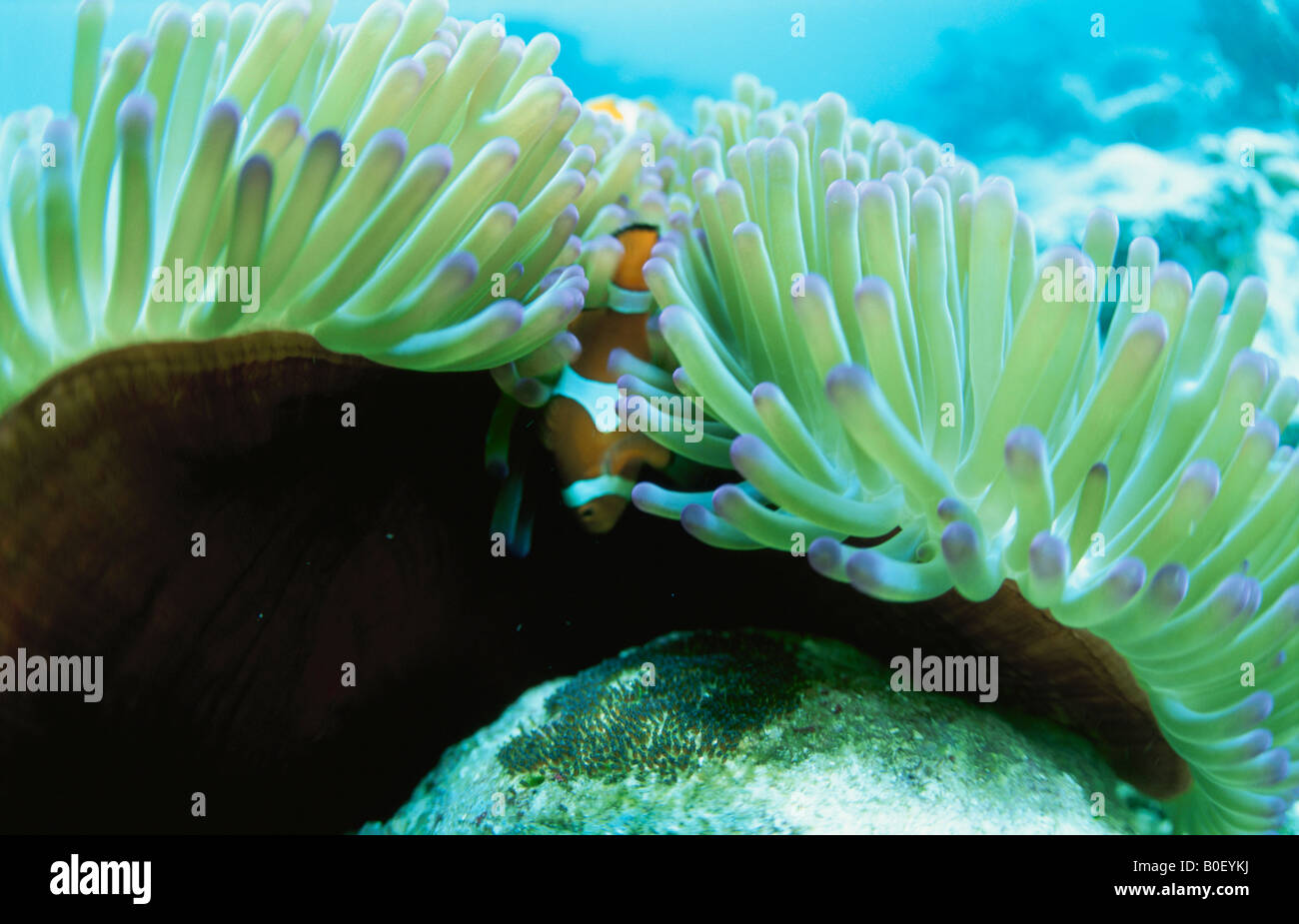 A Sea Anemone And The Bear Flea Living Together Stock Photo - Alamy